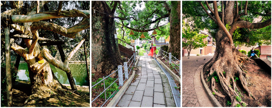 Rooted among the Ashes - Truman Library Institute